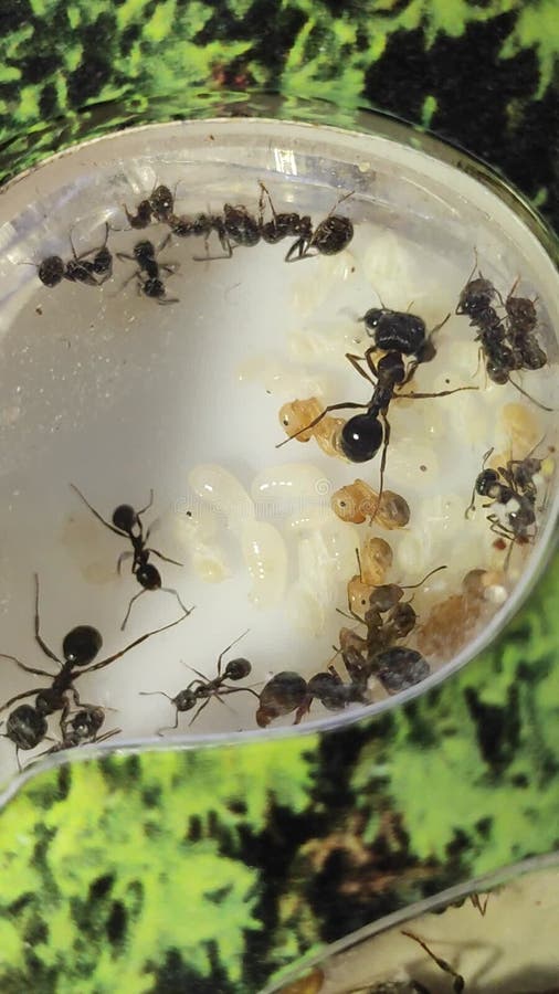 Steppe reaper ants stock video. Video of cocoons, background - 289129075