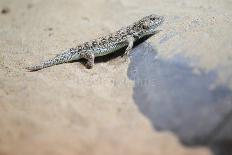 Steppe runner stock photo. Image of runner, reptile, adult - 38857984