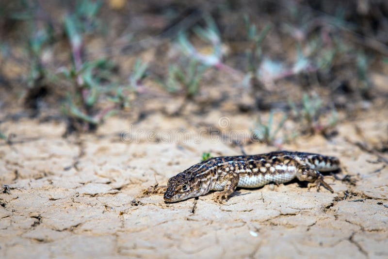 Steppe Runner Lizard or Eremias Arguta Close on Dry Ground Stock Photo ...