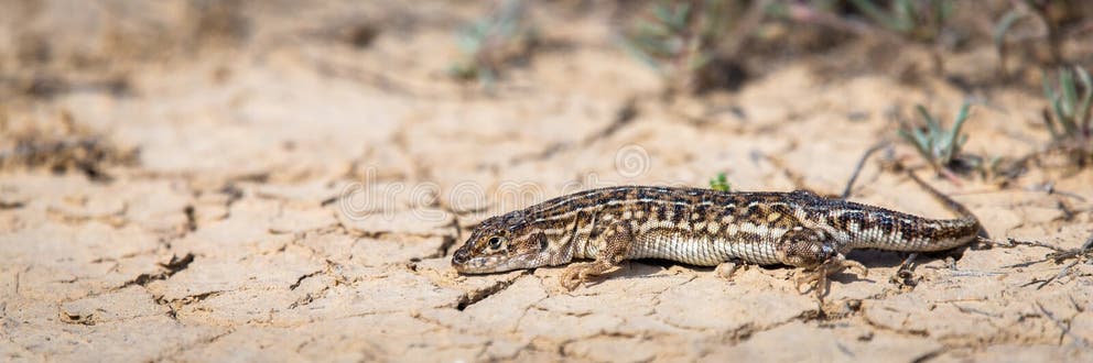 Steppe Runner Lizard or Eremias Arguta Close on Dry Ground Stock Photo ...