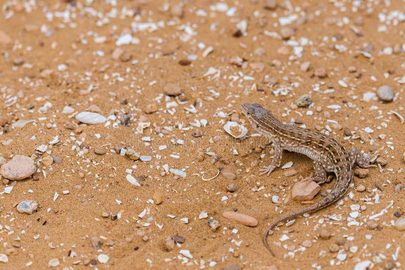 Steppe Runner Lizard or Eremias Arguta on Dry Ground Close Stock Photo ...