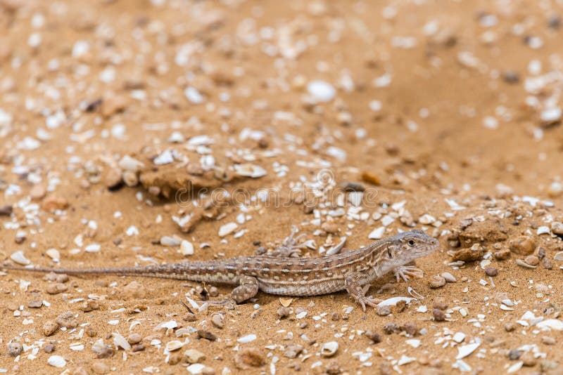 Steppe Runner Lizard or Eremias Arguta Close on Dry Ground Stock Image ...
