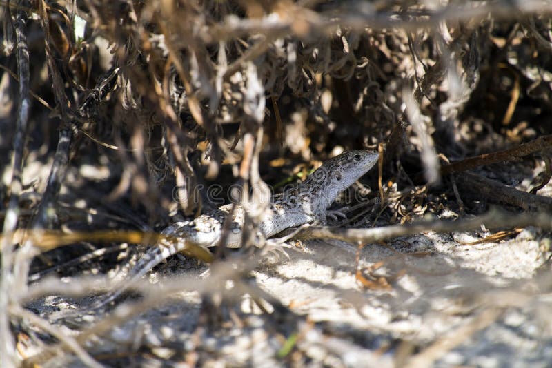 Steppe-runner Lizard. Image of Habitat. Eremias Arguta Stock Photo ...