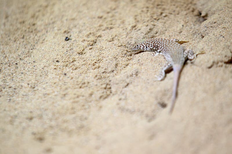 Steppe runner lizard stock image. Image of eremias, adult - 48269657