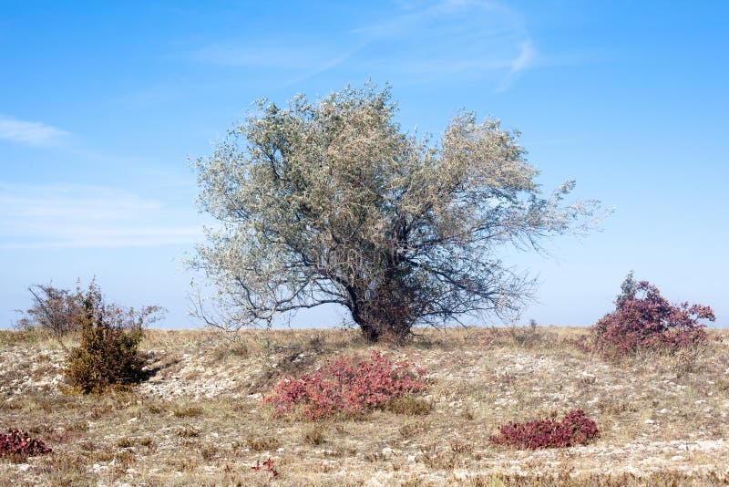 Steppe stock photo. Image of tree, outdoor, plant, nature - 58775002