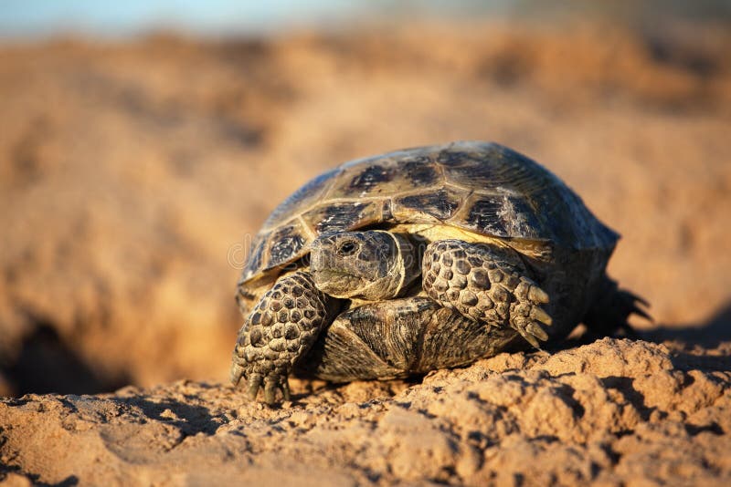 Steppe tortoise stock photo. Image of walking, scale - 18311658