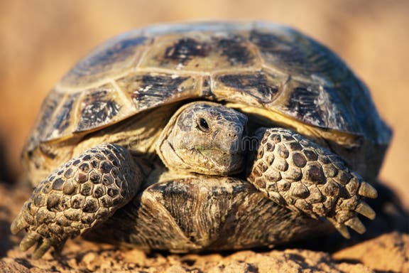 Steppe tortoise stock photo. Image of slow, turtle, herbivorous - 19035156