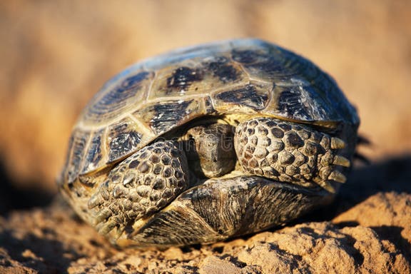 Steppe tortoise in shell stock photo. Image of pets, motion - 18311692