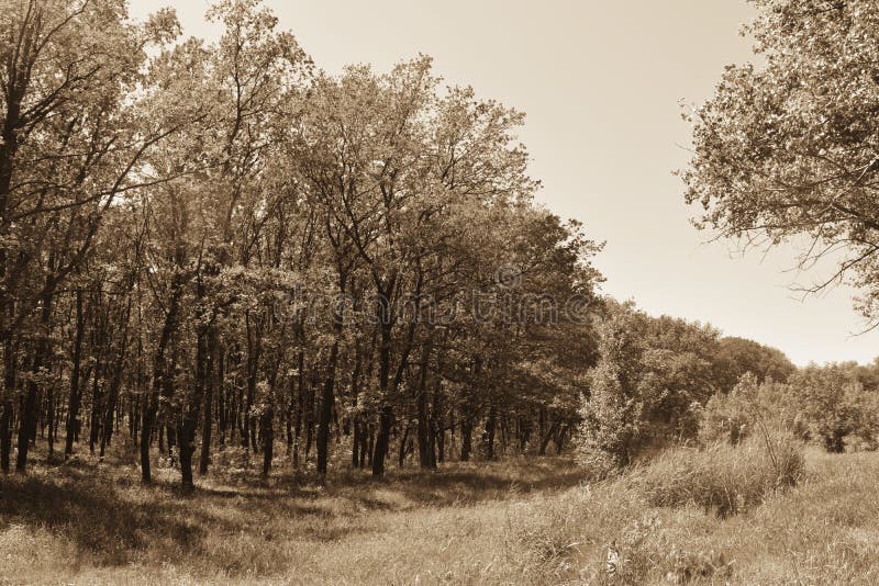 Steppe trees foliage stock image. Image of branch, kherson - 117980013