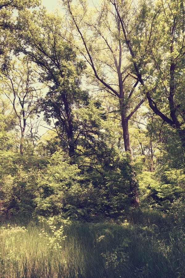 Steppe trees foliage stock photo. Image of dendrologicalgarden - 117980172