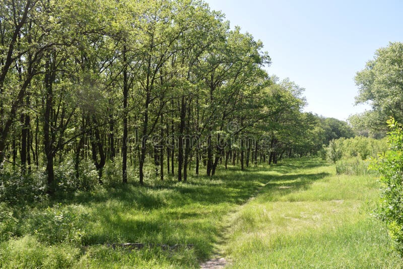 Steppe trees foliage stock image. Image of forest, horizon - 117980227