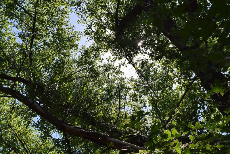 Steppe trees foliage stock photo. Image of kherson, natural - 117979802