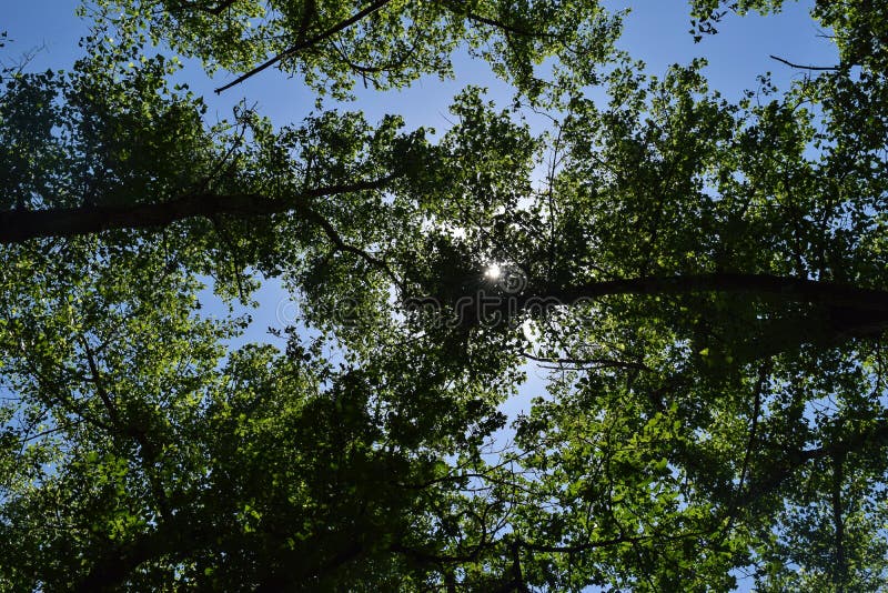 Steppe trees foliage stock image. Image of landscape - 117979827