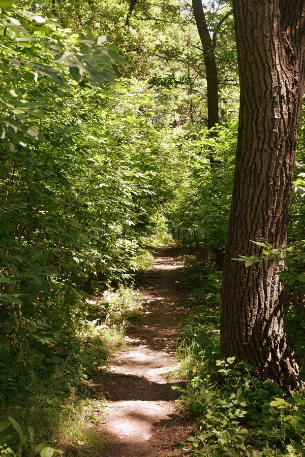 Steppe trees foliage stock photo. Image of leaf, flora - 117979830