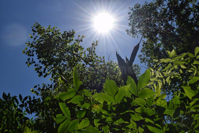 Steppe trees foliage stock image. Image of foliage, environment - 117979865