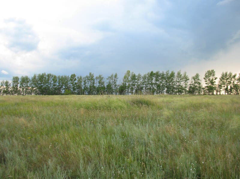 Steppe and trees stock image. Image of garden, trees - 39397353
