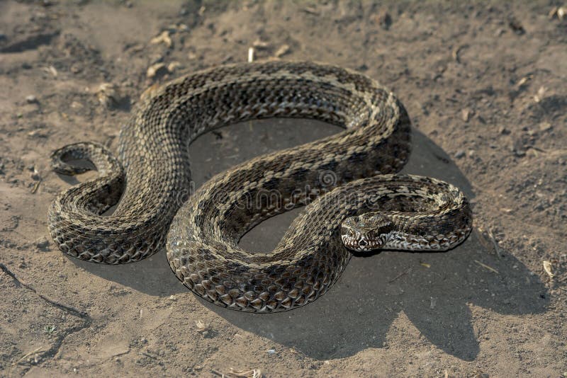 Steppe Viper, Vipera Ursinii, Poisonous Snake. Close Up Stock Photo ...