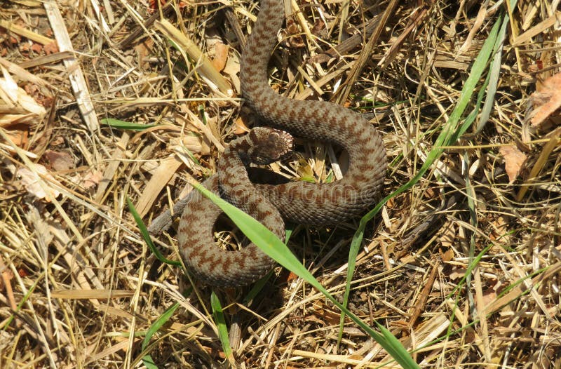 Steppe viper on the grass stock image. Image of animal - 200045535