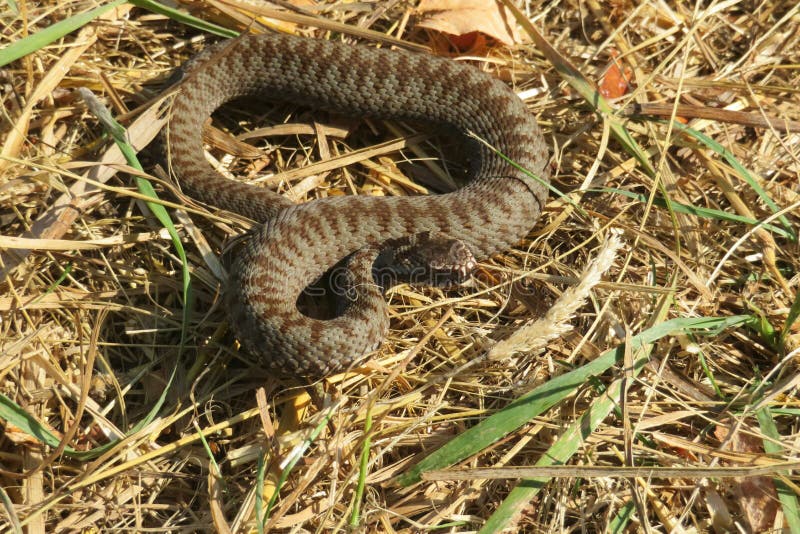 Steppe viper on the grass stock image. Image of anxiety - 200045501