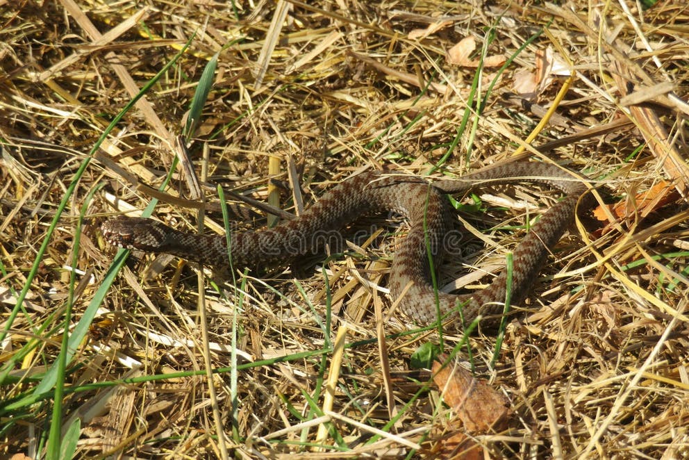 Steppe viper on the grass stock image. Image of animal - 200045535
