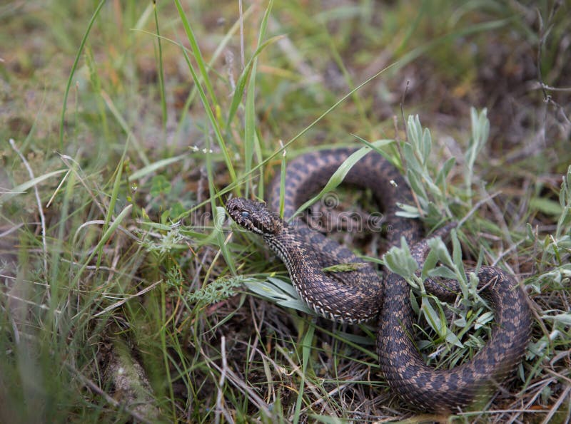 The Steppe Viper in a Pose of Attack Stock Image - Image of pattern ...