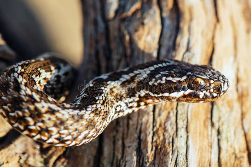 Steppe Viper, Vipera Ursinii, Poisonous Snake. Close Up Stock Image ...