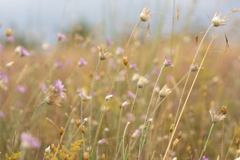 Steppe Wildflowers. Selective Focus. Early Morning. Flowers Stock Photo ...