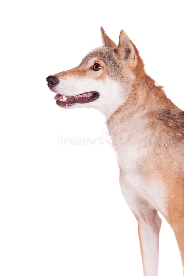 Canis Lupus Campestris Stock Photos - Free & Royalty-Free Stock Photos ...