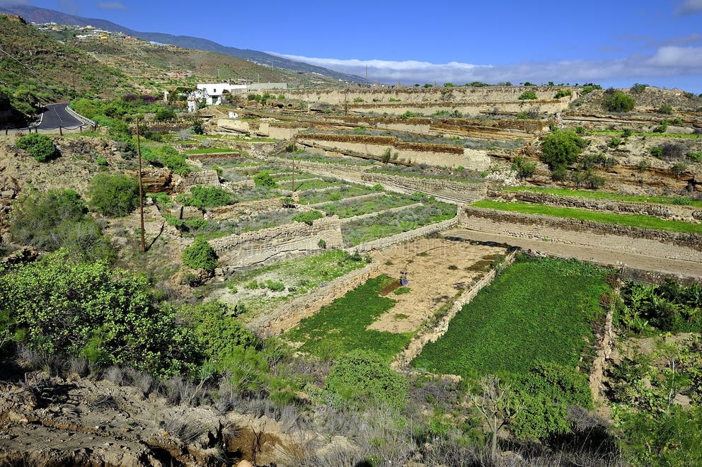 Stepped Gardens stock photo. Image of vegetation, hill - 43312018