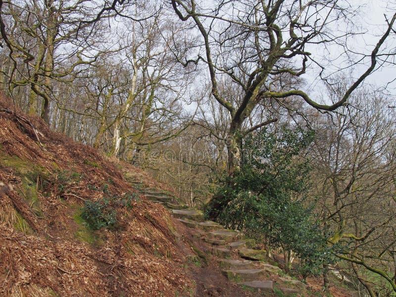 Stepped Path Going Uphill between Old Beech Trees in Woodland on a ...