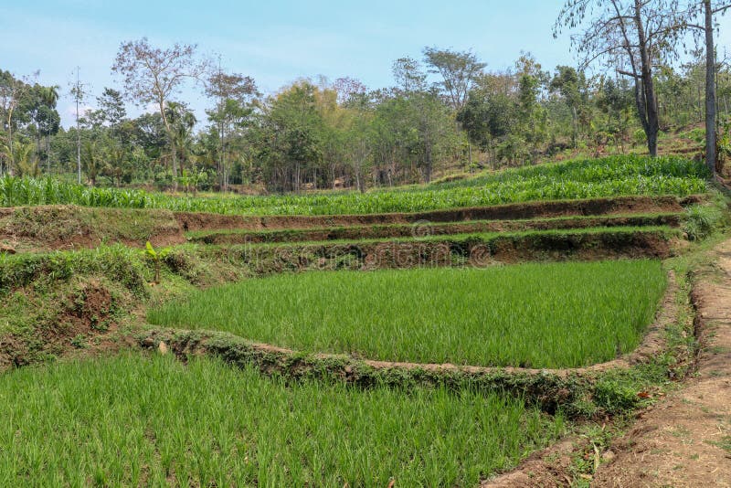 Stepped rice plantations stock photo. Image of asia, farming - 10774850