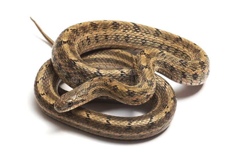 Steppes Ratsnakes (Elaphe Dione) Over White Stock Image - Image of ...