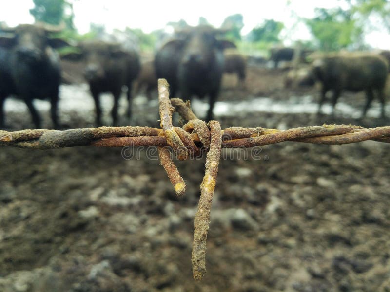 Stepping through, Do Not Stop, Do Not Stop Stock Photo - Image of thorn ...