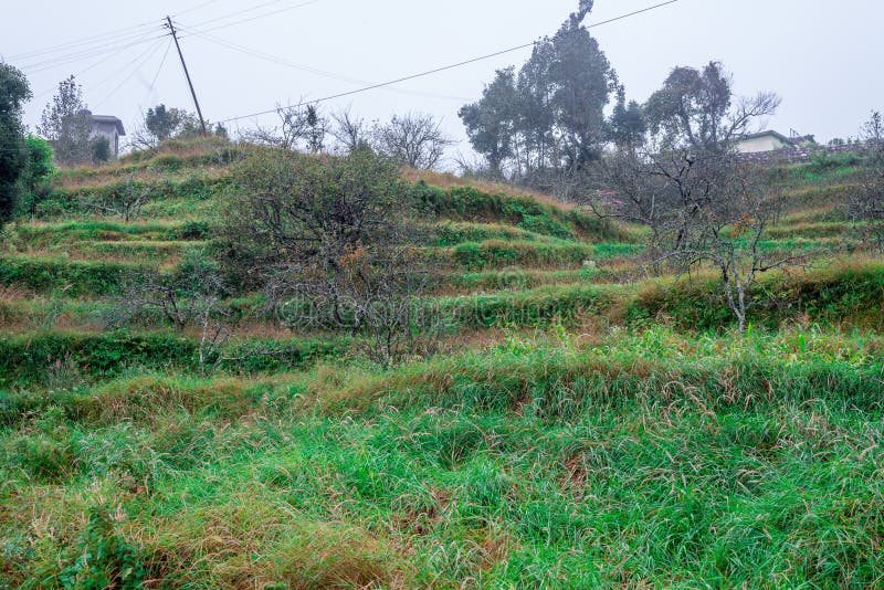Stepping Fields in Himalayas Stock Photo - Image of gradient, asian ...
