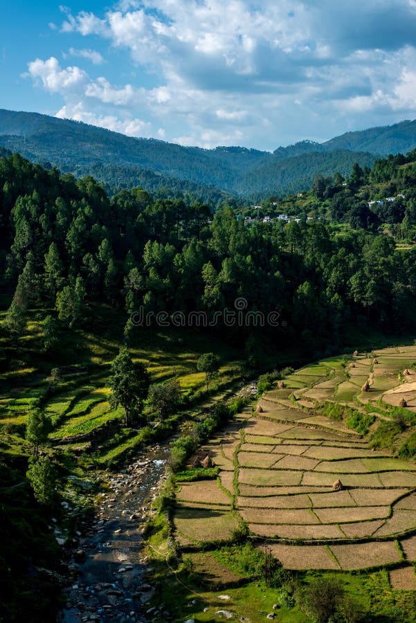 Stepping Fields in Mountains Stock Photo - Image of himalaya, nature ...