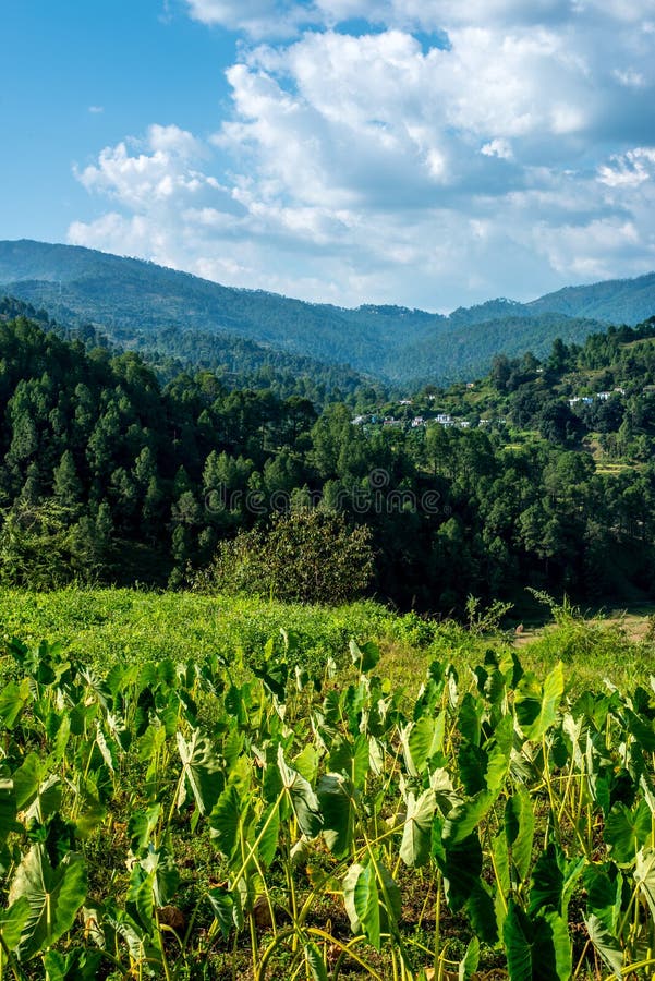 Stepping Fields in Mountains Stock Image - Image of ganga, junction ...