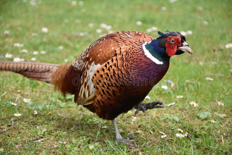 Gorgeous Pheasant with Bright Colored Pheasant in the Wild Stock Photo ...
