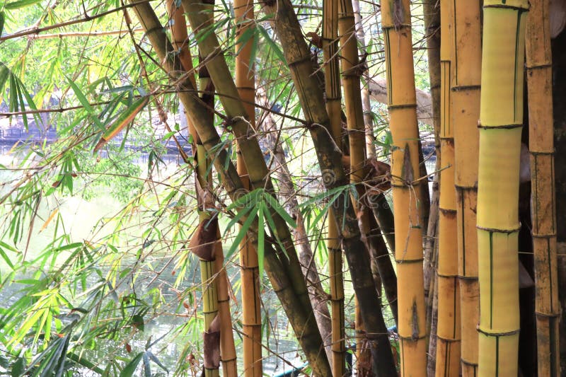 Stepping with the Wind stock image. Image of tree, scene - 294342807