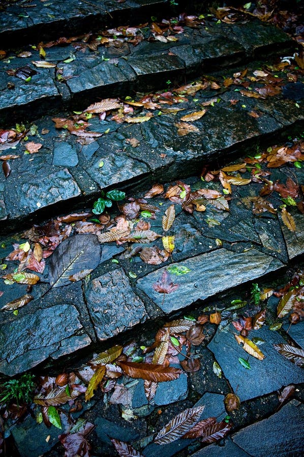 Brick Steps in the Rain stock image. Image of leaf, steps - 126760597