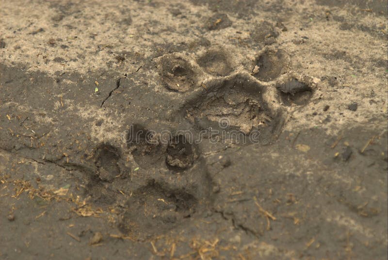 Florida Panther Track stock image. Image of nature, feline - 14148887