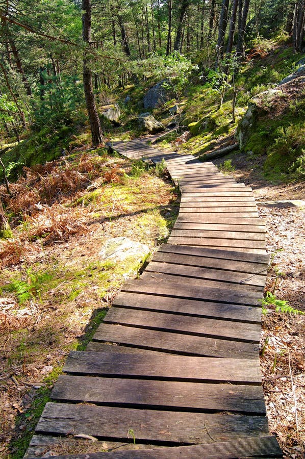 Steps Again Erosion in Fontainebleau Forest Stock Photo - Image of ...