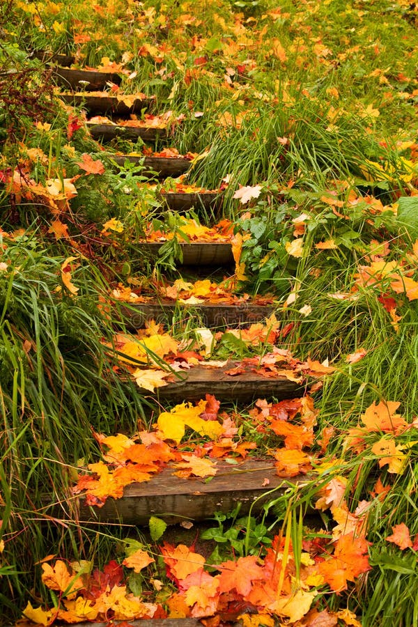 Steps into autumn stock photo. Image of orange, park - 15125512