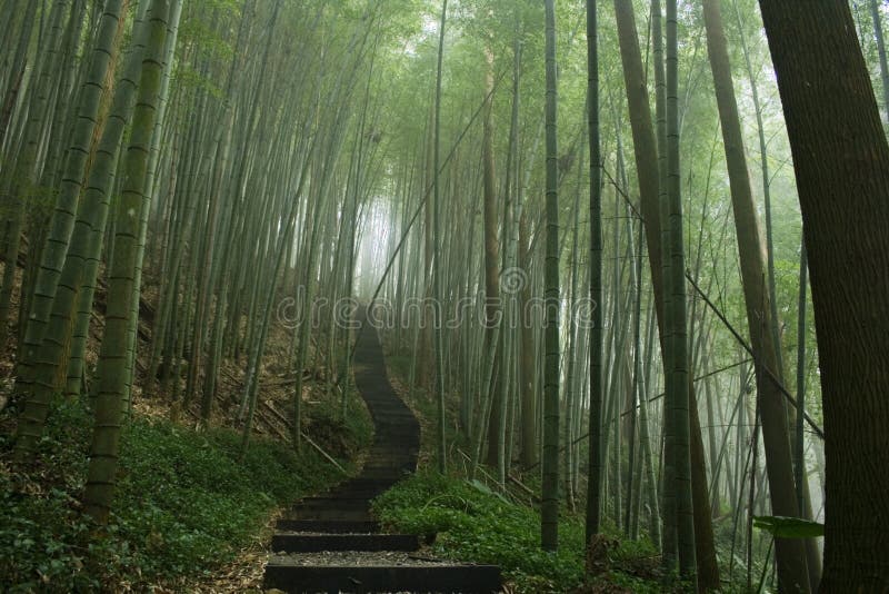 Steps in a bamboo forest stock photo. Image of lightweight - 7014980