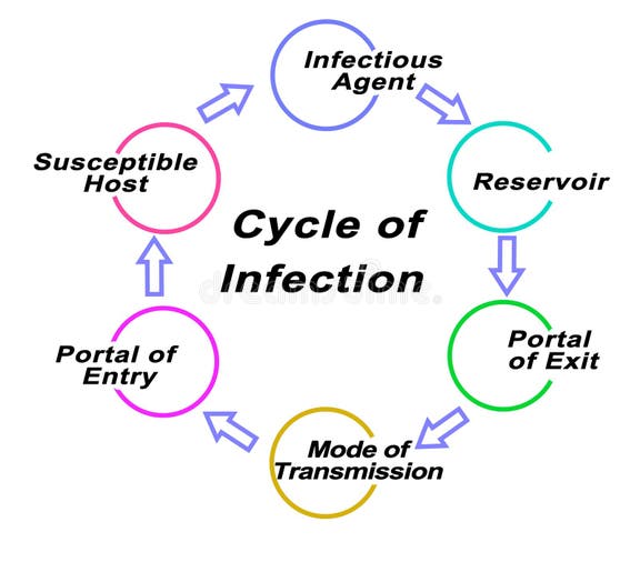 Cycle of Infection stock image. Image of infection, reservoir - 392354081