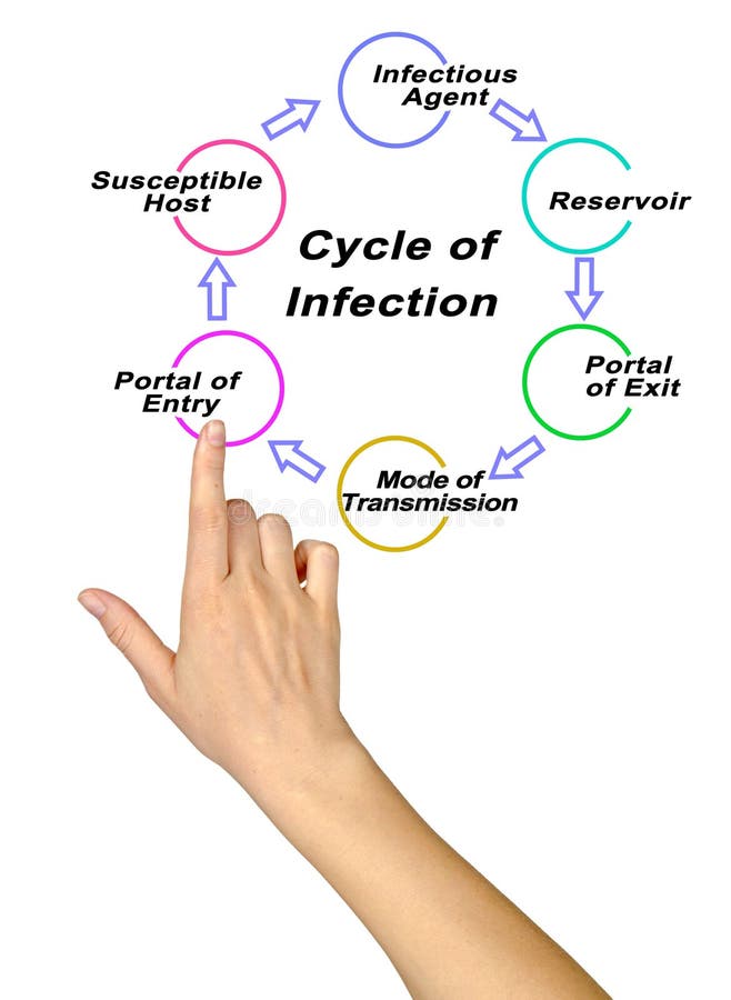 Steps Of Infection Cycle Stock Photos - Free & Royalty-Free Stock ...