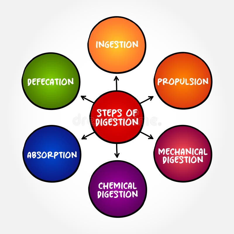 Steps of Digestion Mind Map, Text Concept for Presentations and Reports ...