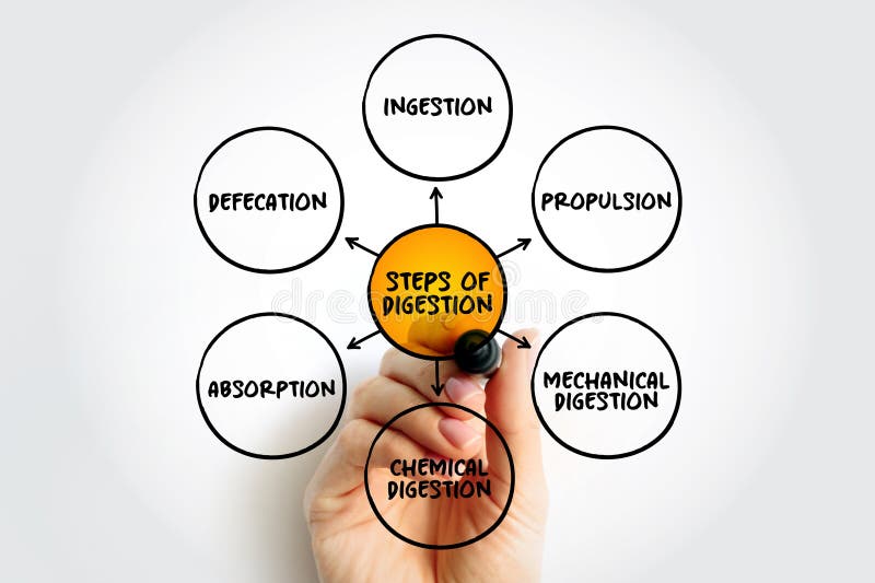 Steps of Digestion Mind Map, Text Concept for Presentations and Reports ...