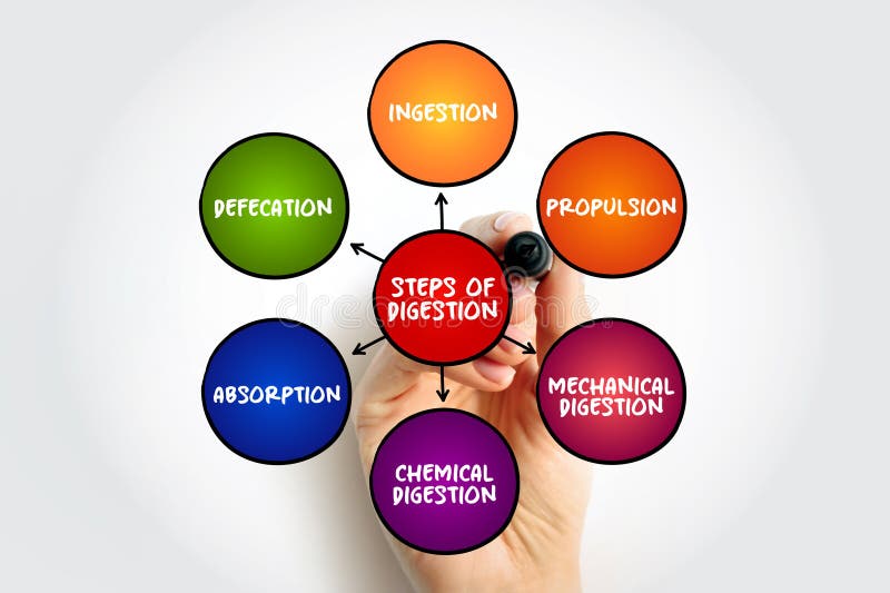 Steps of Digestion Mind Map, Text Concept for Presentations and Reports ...