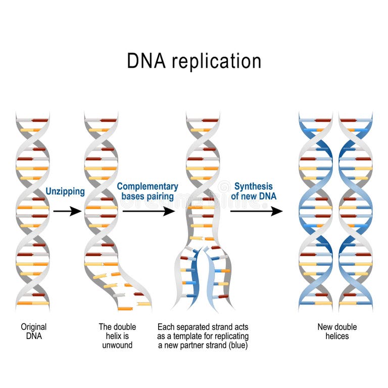 Dna Stock Illustrations – 237,816 Dna Stock Illustrations, Vectors ...