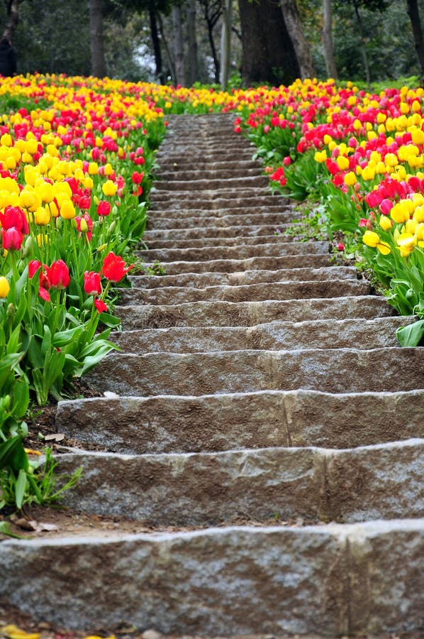 Steps and flowers stock photo. Image of explore, foliage - 14732806